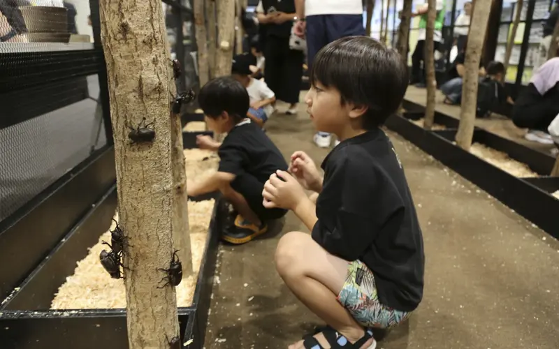 Bugs: Japan's Beloved Pets - English News In Levels - Level 1